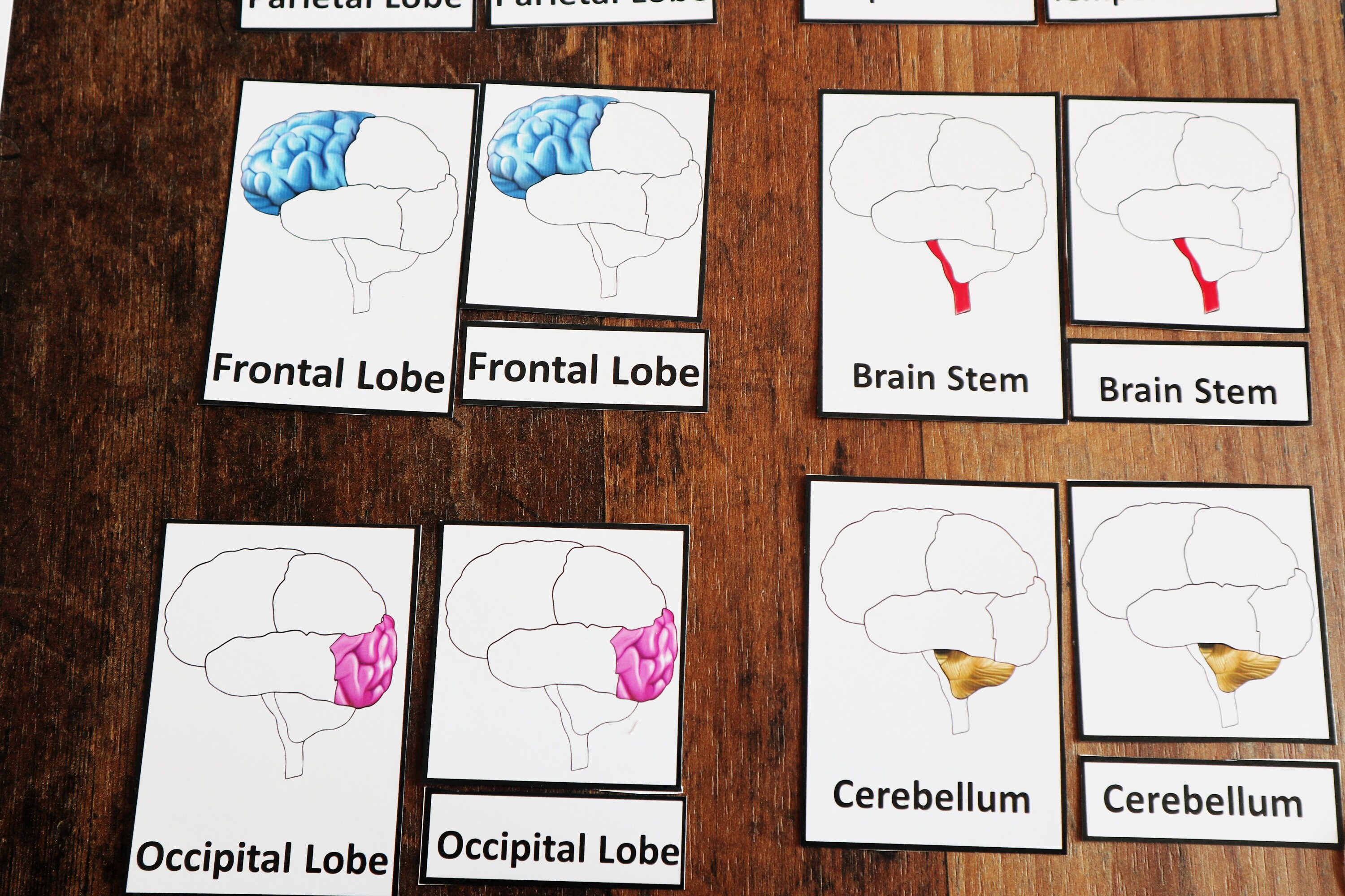 Human Brain Anatomy Printable Activity Brain Puzzle Brain - Etsy