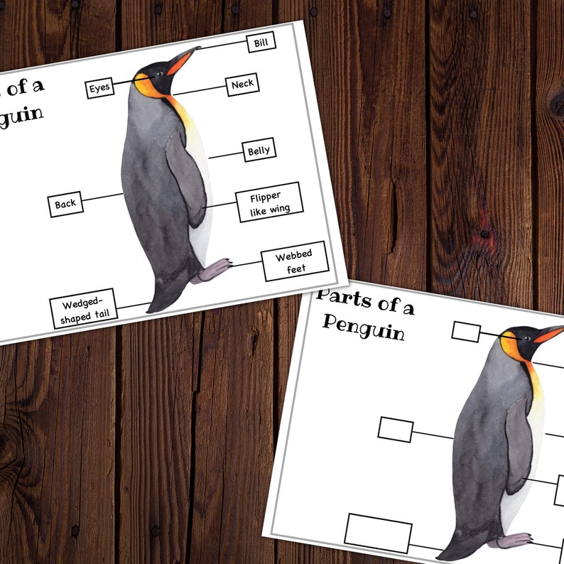 Penguin Mini Unit, Penguin Lifecycle, Penguin Anatomy, Winter Activity ...