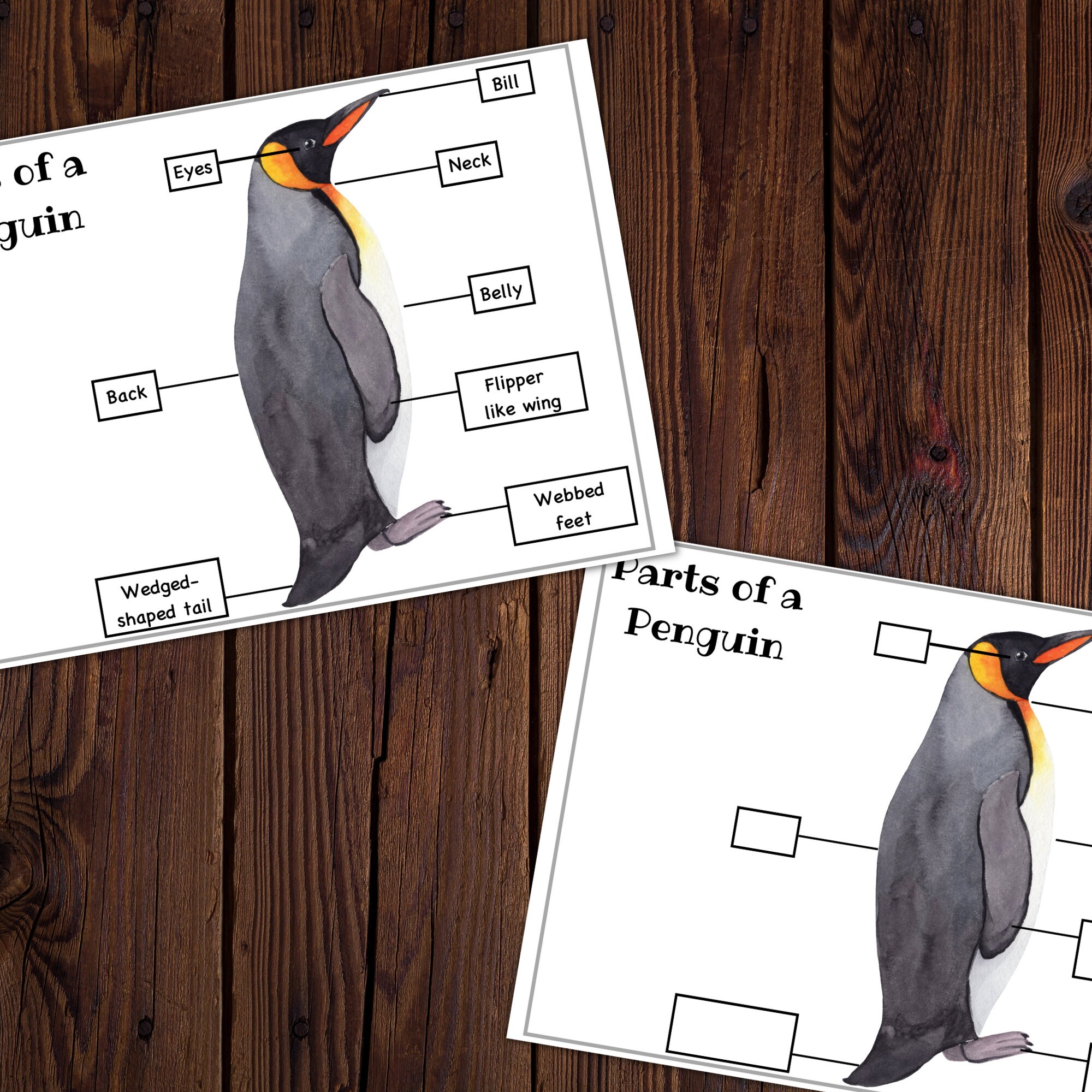 Penguin Mini Unit, Penguin Lifecycle, Penguin Anatomy, Winter Activity ...