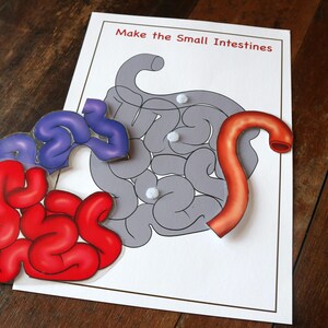 Human Small Intestines Anatomy Printable Activity, Small Intestines ...