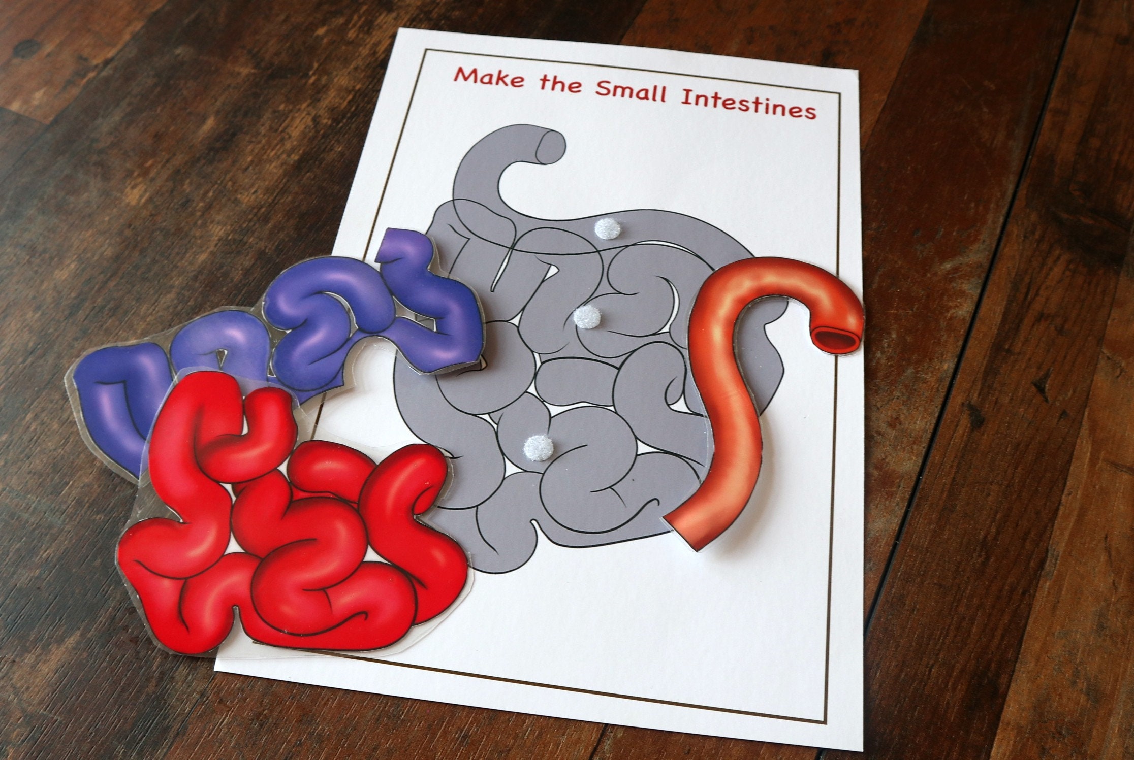 Human Small Intestines Anatomy Printable Activity, Small Intestines ...
