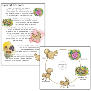 Squirrel Unit Study, Squirrel Life Cycle, Squirrel Anatomy, Fall Unit ...
