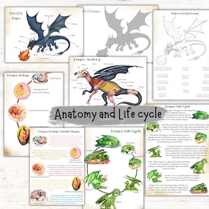 Dragons Unit Study, Mythology Unit Study, Dragon Anatomy, Dragon Life ...