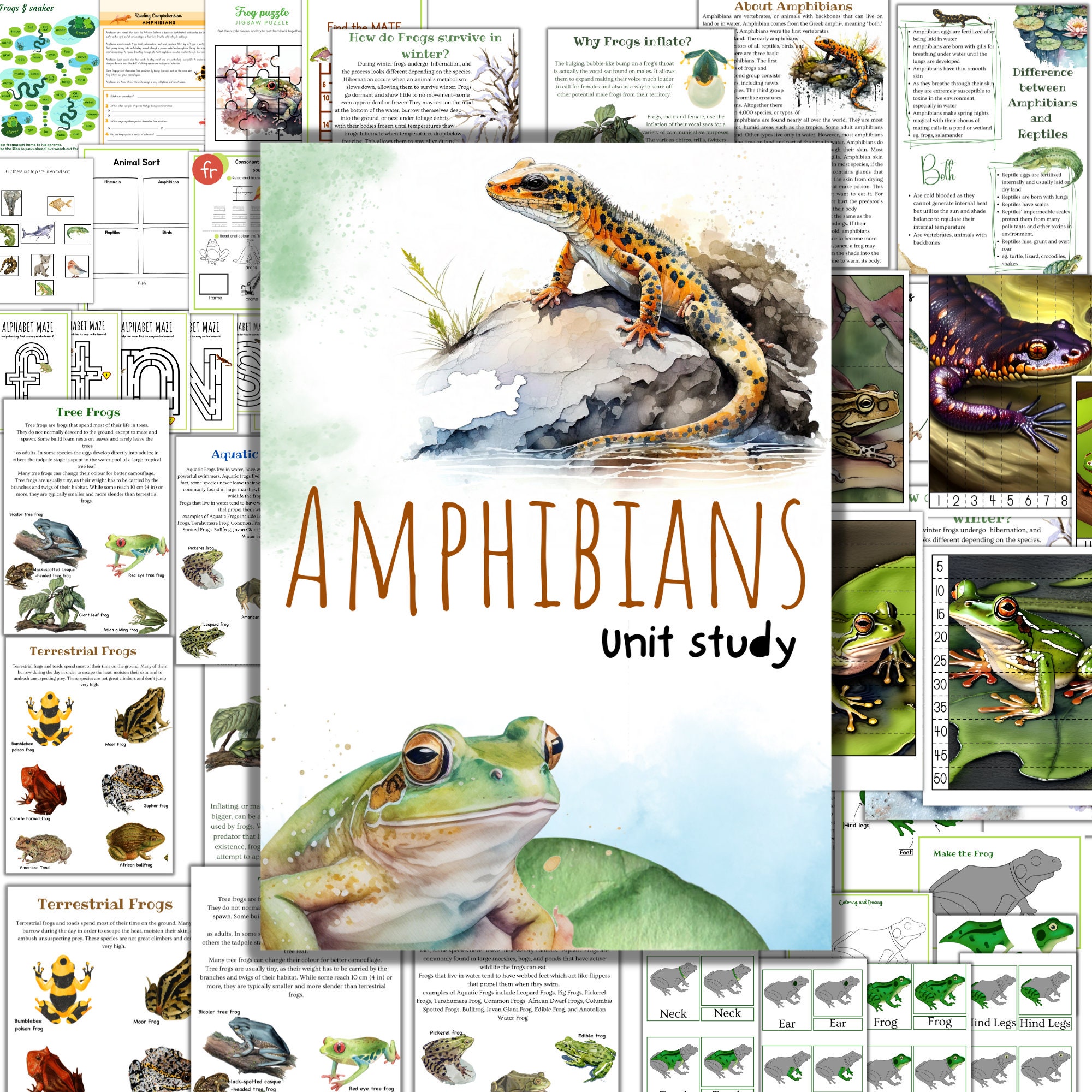Amphibians Animals Examples