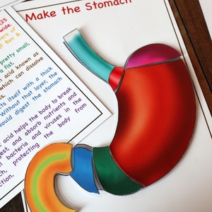 Human Stomach Anatomy Printable Activity, Stomach Nomenclature Cards ...