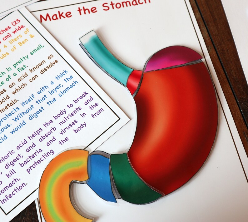 Human Stomach Anatomy Printable Activity Stomach Nomenclature - Etsy UK