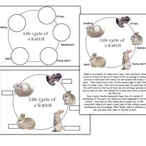 Easter Unit Study, Easter Activities Printable, Easter Pack, Rabbit ...
