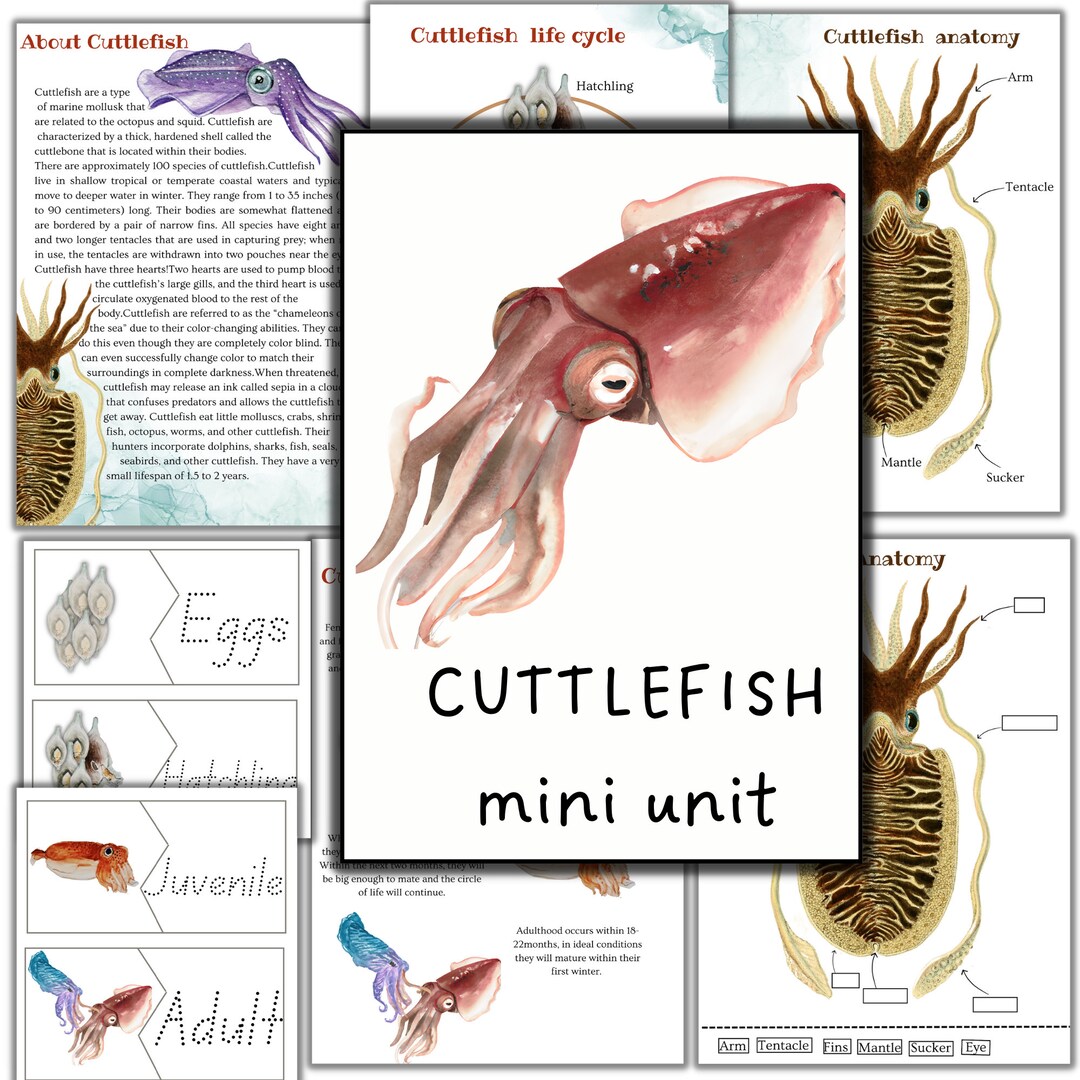Cuttlefish Mini Unit, Cuttlefish Printable Activities, Cuttlefish Life ...