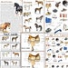 Horse Unit Study, Horse 3 Part Cards, Horse Activities, Horse Homeschool, Horse Anatomy, Horse ...