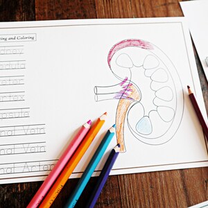 Human Kidney Anatomy Printable Activity, Kidney Puzzle, Kidney 3 Parts ...