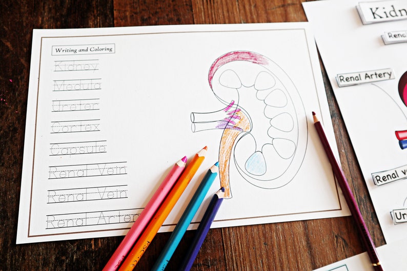 Human Kidney Anatomy Printable Activity, Kidney Puzzle, Kidney 3 Parts ...
