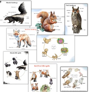 Winter Forest Animals Unit Study, Winter Activities, Animal Tracks Unit ...