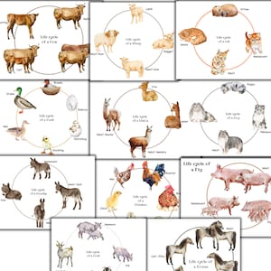 Farm Unit Study, Chicken Unit Study, Farm Animals Activities, Pea Plant ...