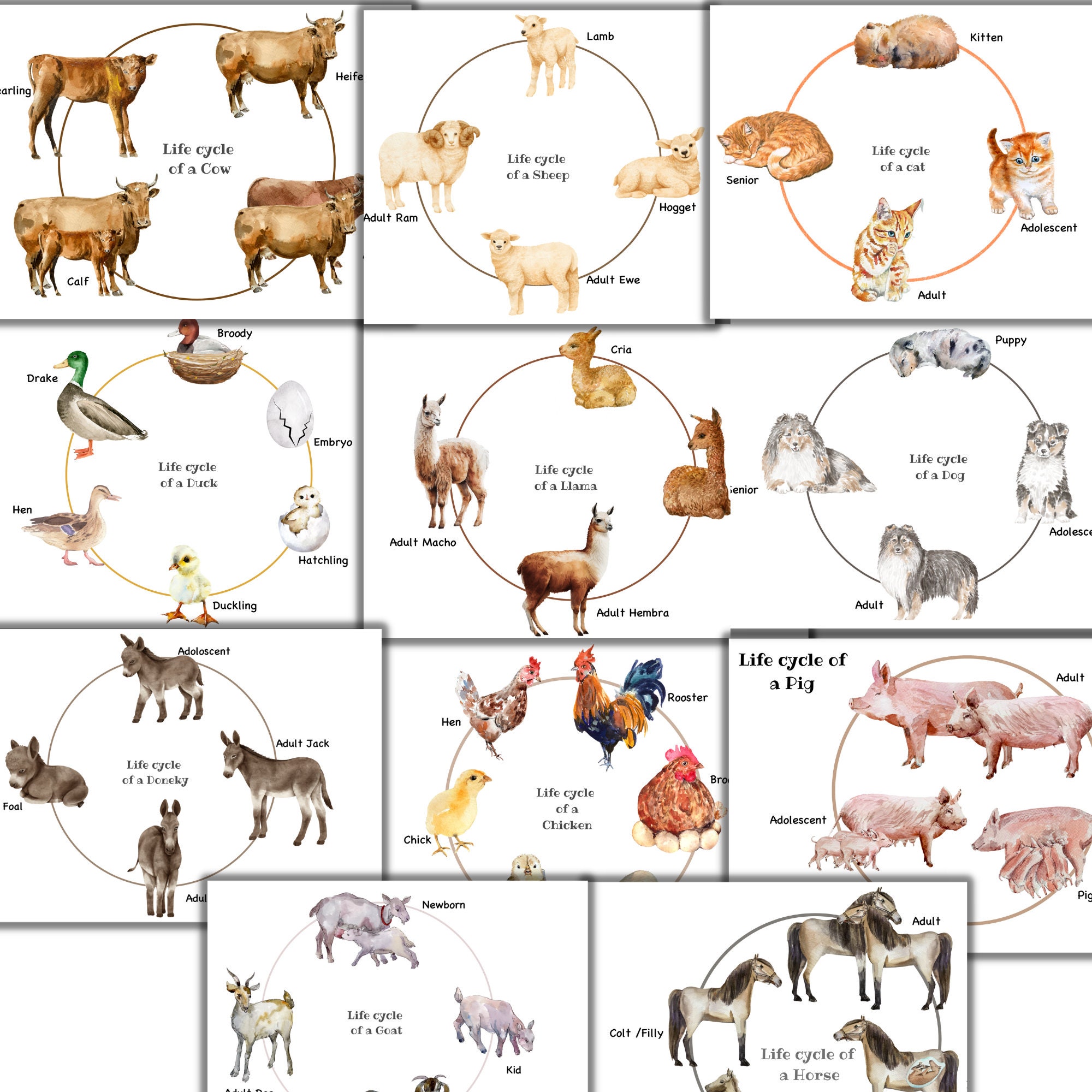 Farm Unit Study Chicken Unit Study Farm Animals Activities - Etsy