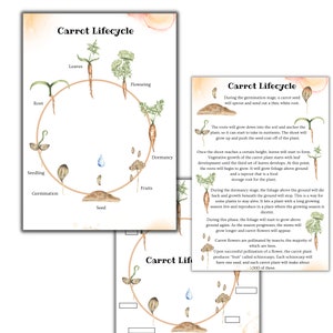 Carrot Unit Study, Vegetable Printable Activity, Nature Home School ...