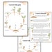 Carrot Unit Study, Vegetable Printable Activity, Nature Home School ...
