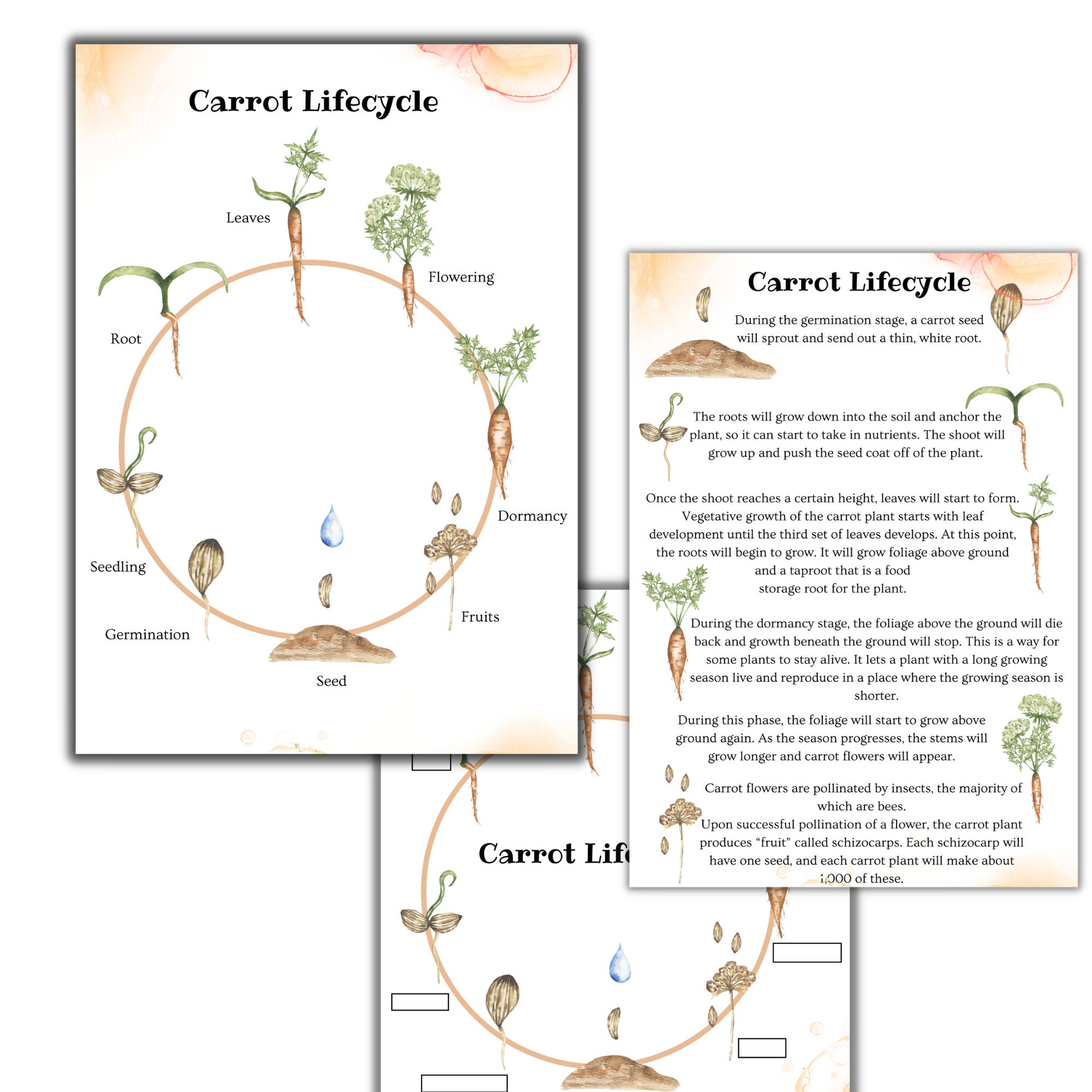 Carrot Unit Study, Vegetable Printable Activity, Nature Home School ...