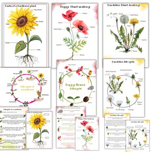 Wildflowers Unit Study, Pollinators Unit Study, Flower Anatomy, Nature ...