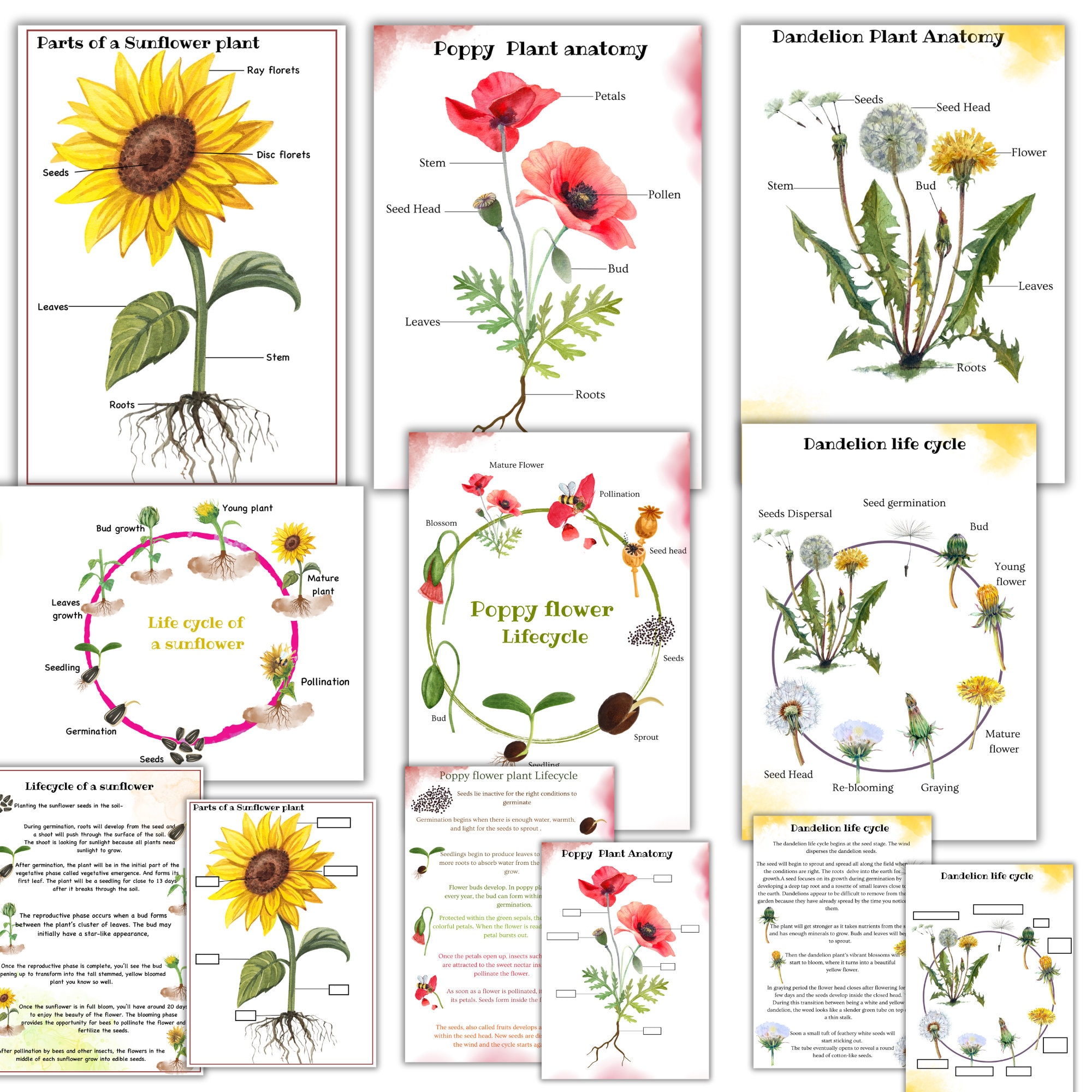 Wildflowers Unit Study, Pollinators Unit Study, Flower Anatomy, Nature ...
