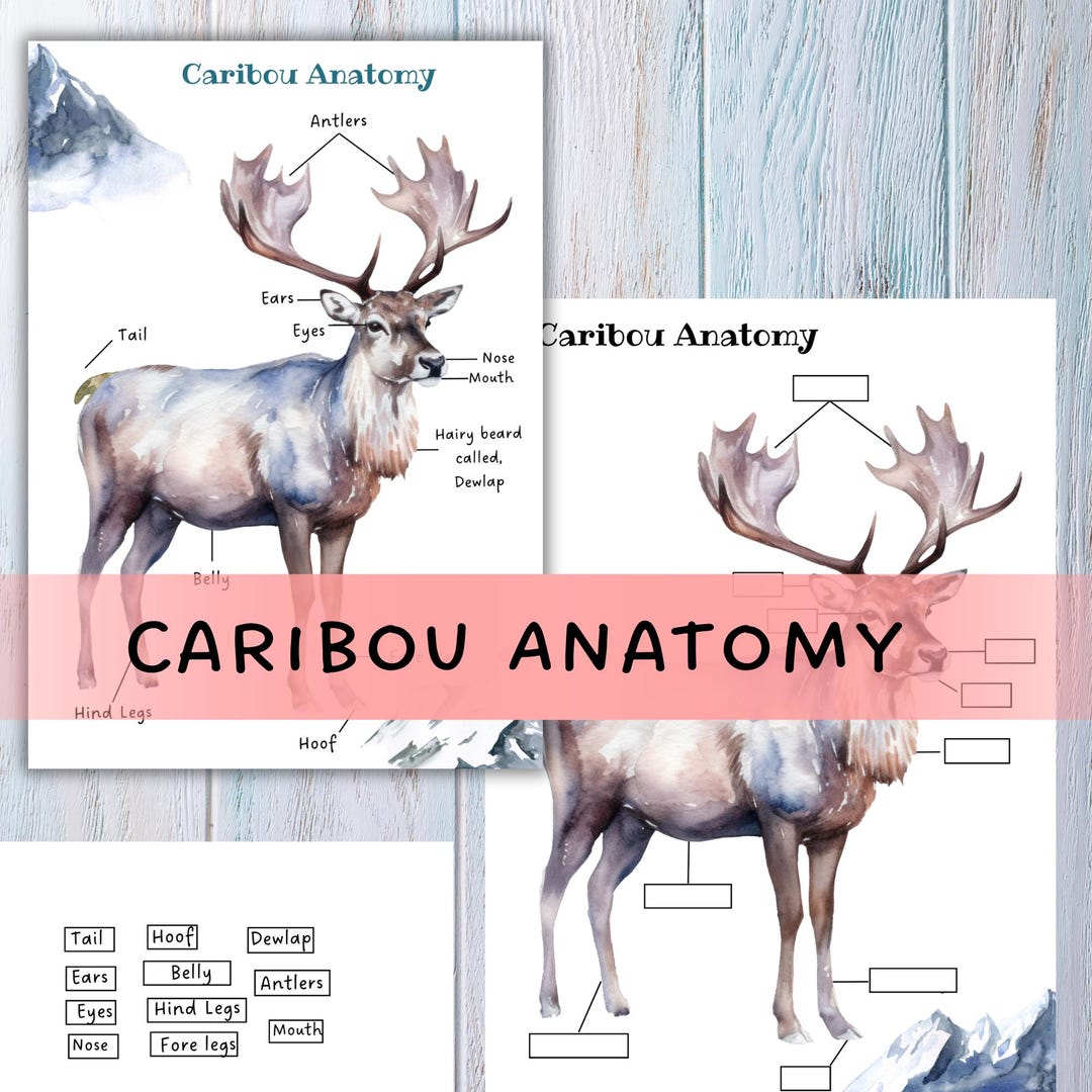 Caribou Anatomy, Reindeer Anatomy - Etsy