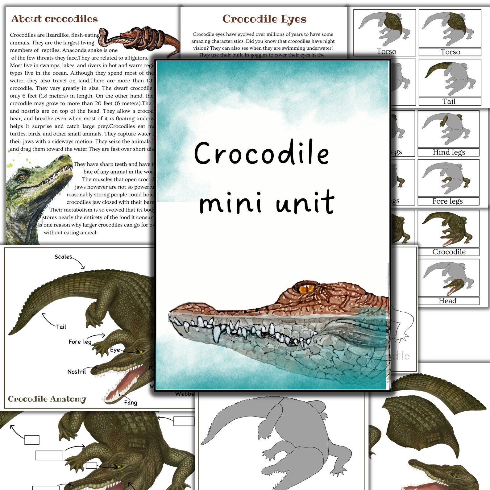 Crocodile Mini Unit Study, Crocodile Puzzle Printable, Crocodile ...