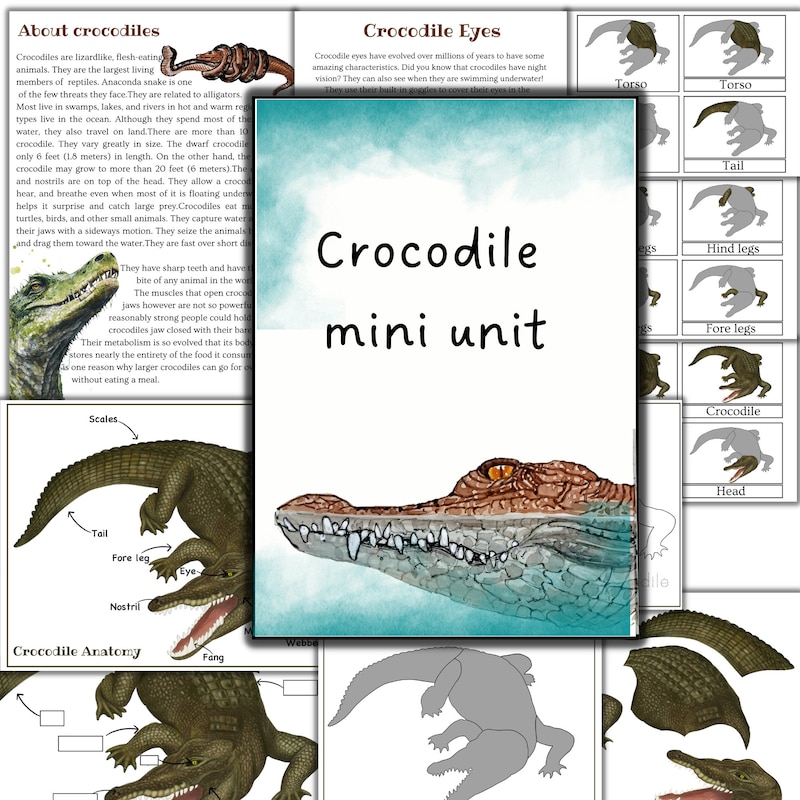 Crocodile - Etsy