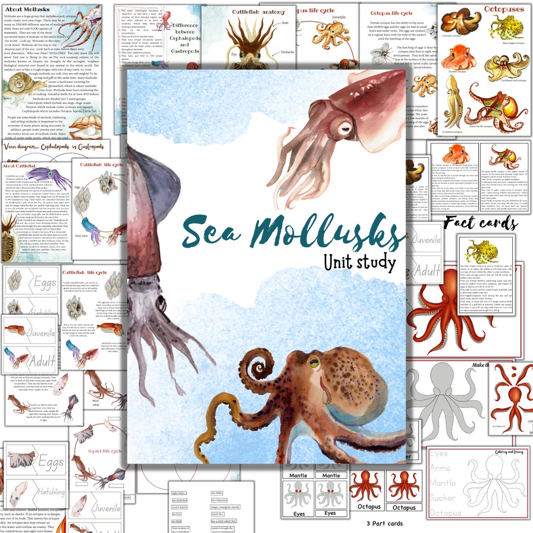 Mollusk Unit Study Octopus Unit Squid Unit Cuttlefish Unit - Etsy