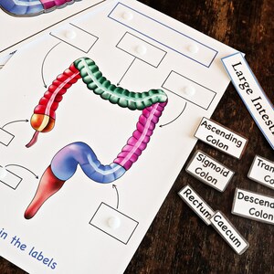Human Large Intestines Anatomy Printable Activity, Large Intestines ...