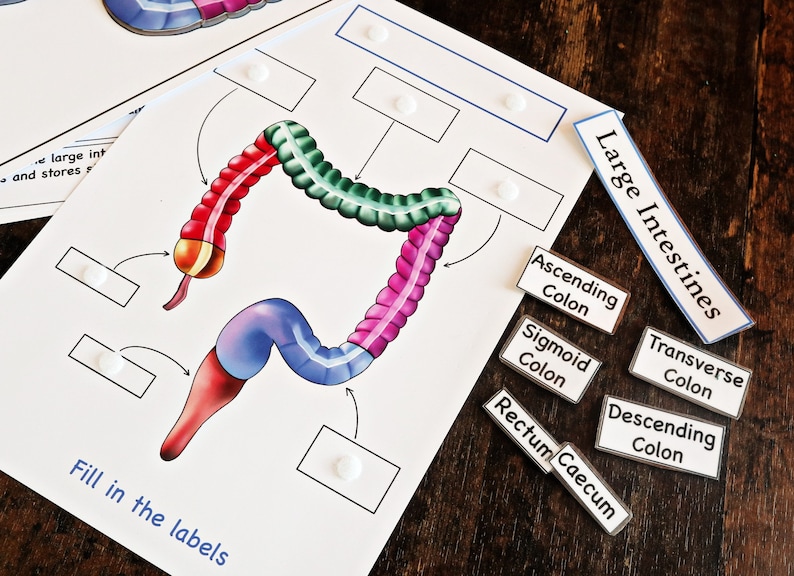 Human Large Intestines Anatomy Printable Activity, Large Intestines ...