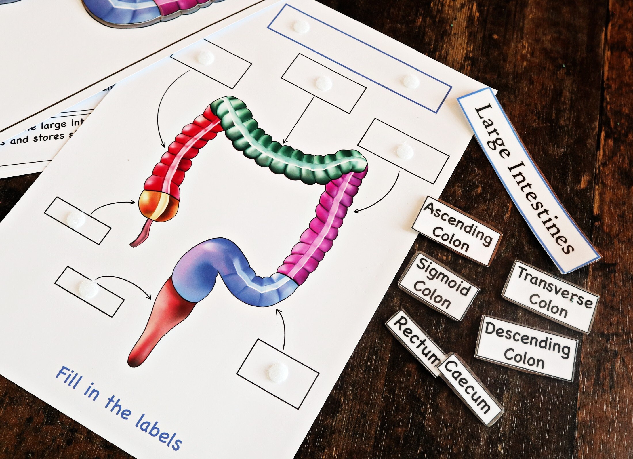 Human Large Intestines Anatomy Printable Activity Large - Etsy UK