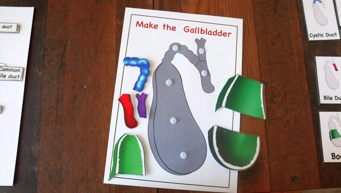 Human Gallbladder Anatomy Printable Activity Gallbladder - Etsy