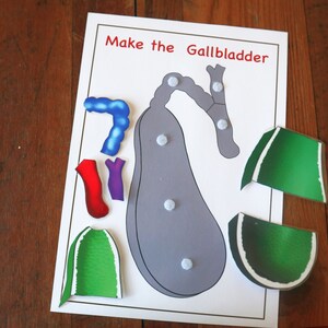 Human Gallbladder Anatomy Printable Activity, Gallbladder Puzzle ...