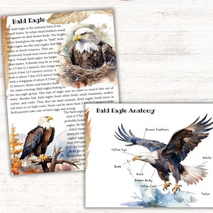 Bald Eagle Mini Unit, Bald Eagle Lifecycle, Bald Eagle Printable ...