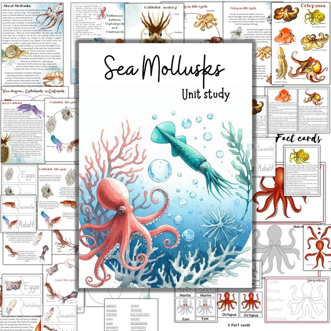 Mollusk Unit Study, Octopus Unit, Squid Unit, Cuttlefish Unit, Sea ...