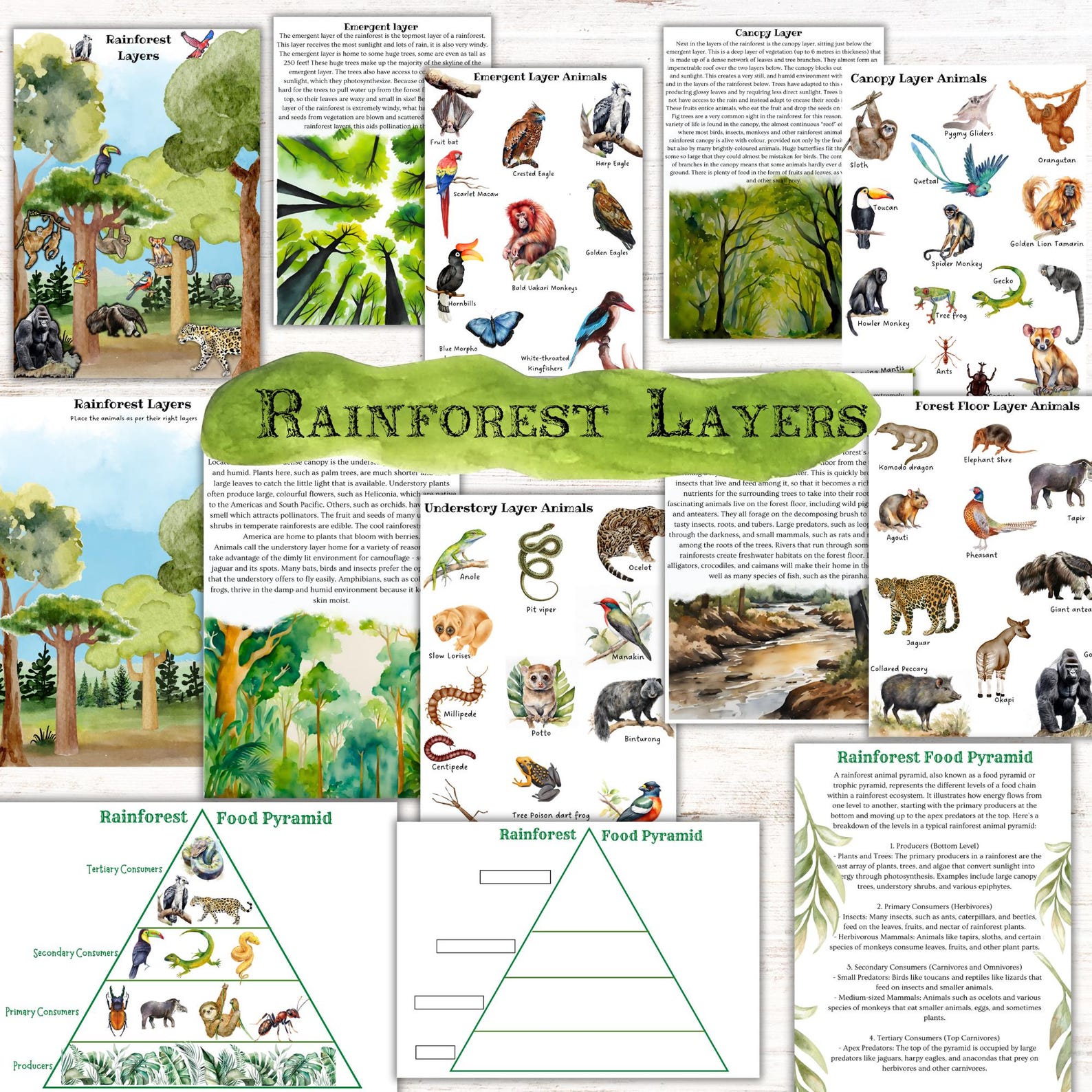Rainforest Unit Study, Biome Unit , Rainforest Animals Worksheets ...