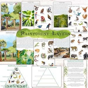 Rainforest Unit Study, Biome Unit , Rainforest Animals Worksheets ...