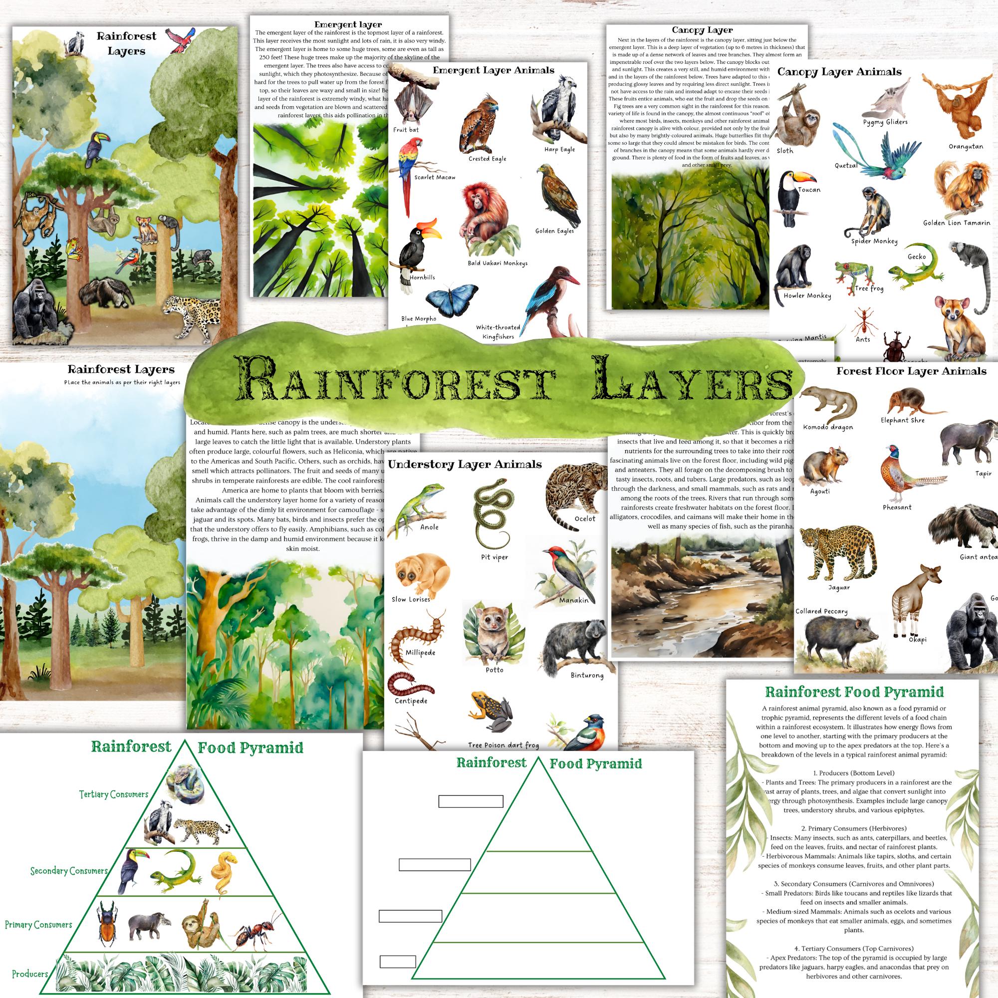 Rainforest Unit Study, Biome Unit , Rainforest Animals Worksheets ...