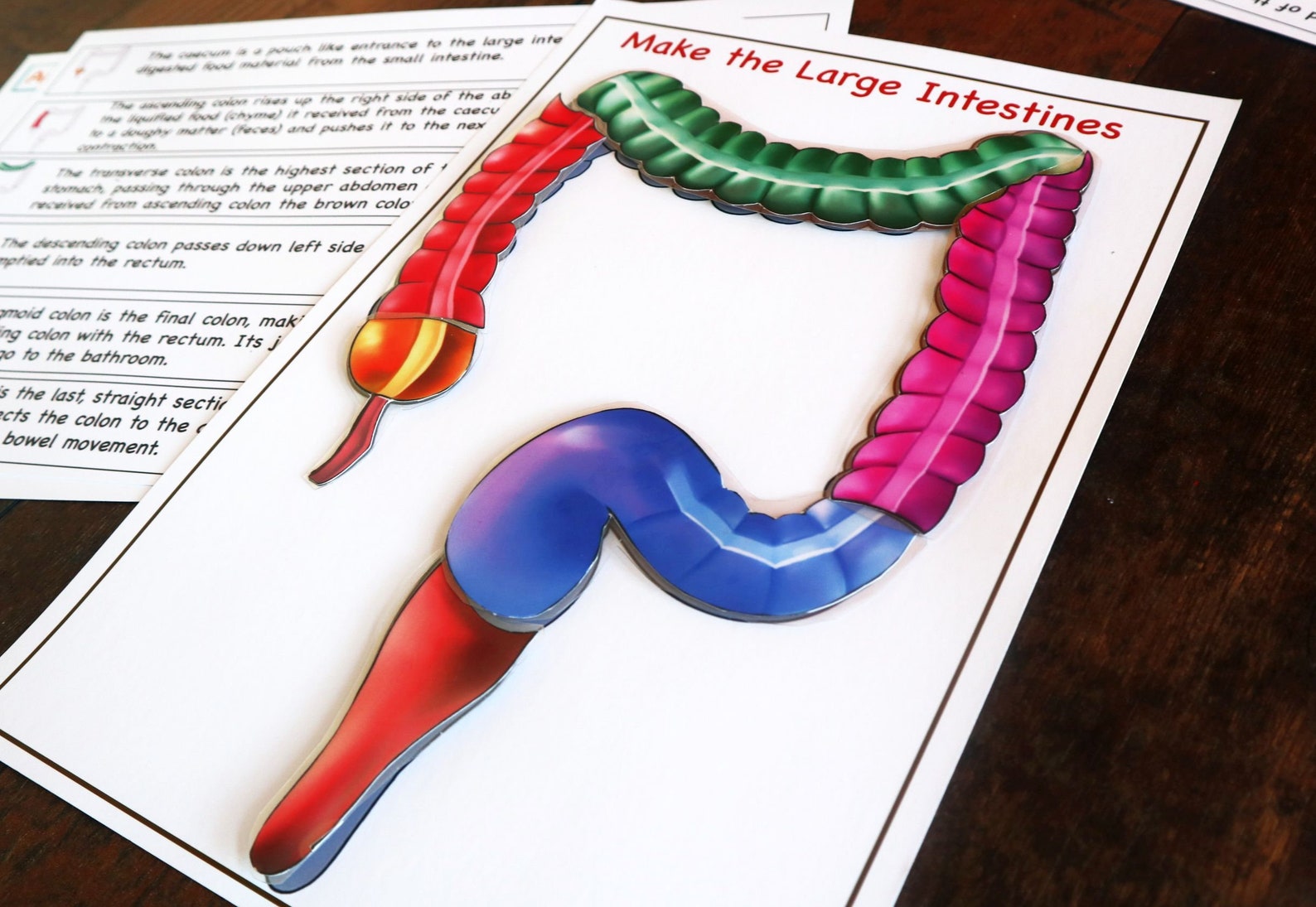 Human Large Intestines Anatomy Printable Activity, Large Intestines ...