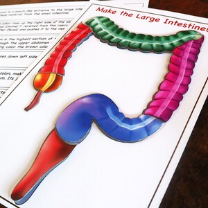 Human Large Intestines Anatomy Printable Activity, Large Intestines ...