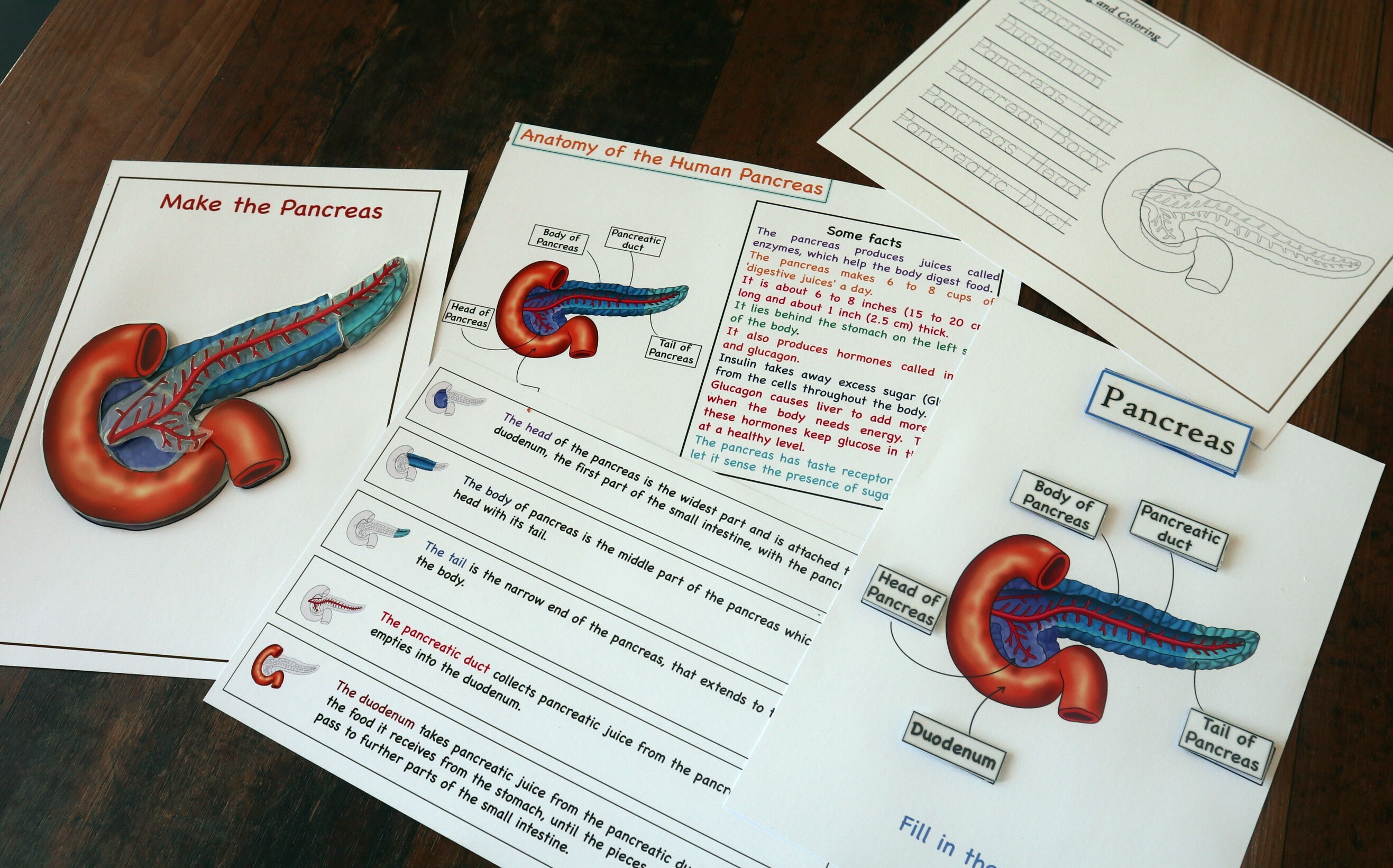 Human Pancreas Anatomy Printable Activity, Pancreas Puzzle ...