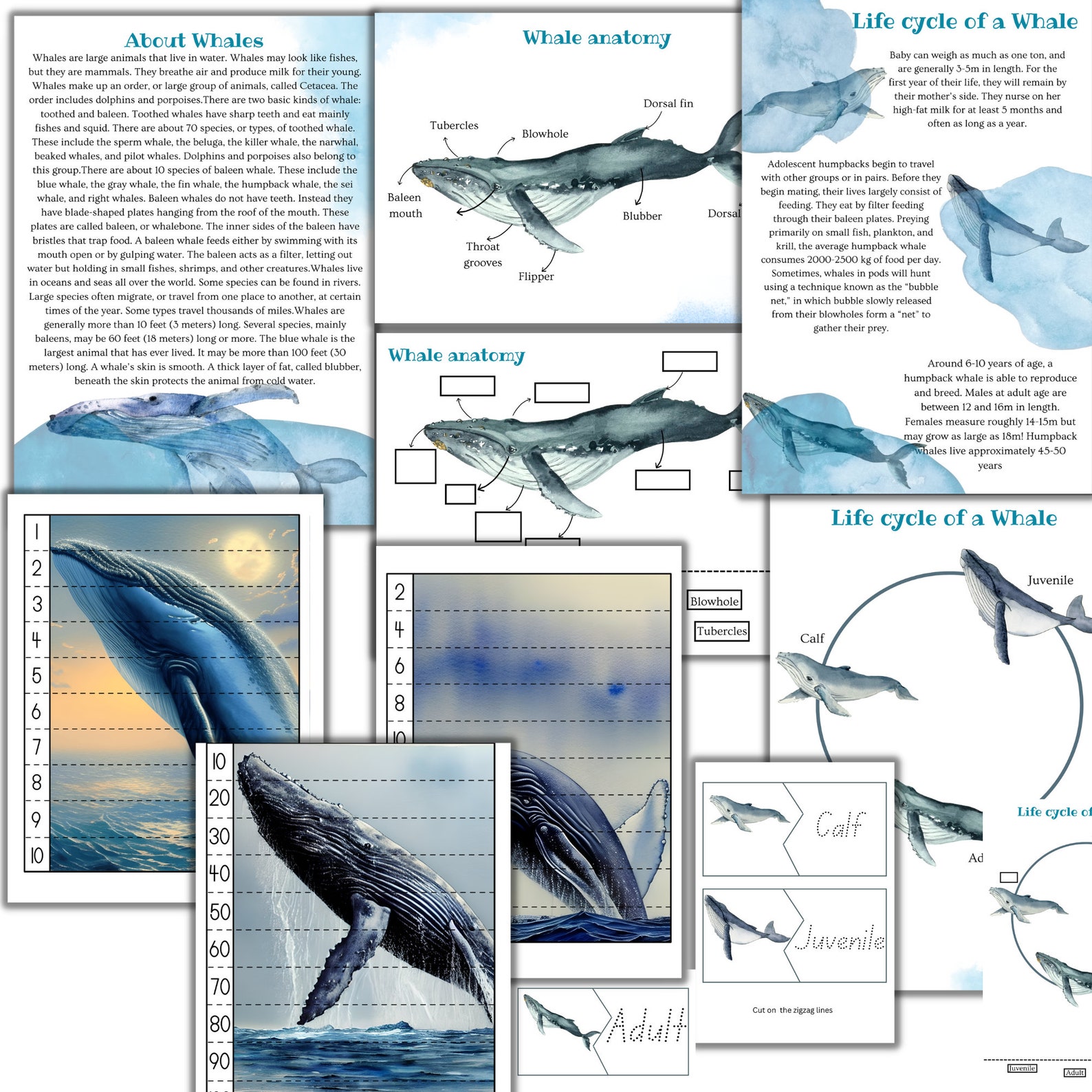 Mammals Unit Study, Elephant Unit Study, Bat Unit Study, Whale Unit ...