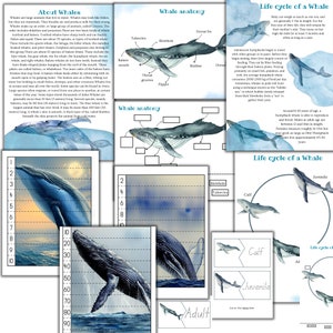 Mammals Unit Study, Elephant Unit Study, Bat Unit Study, Whale Unit ...