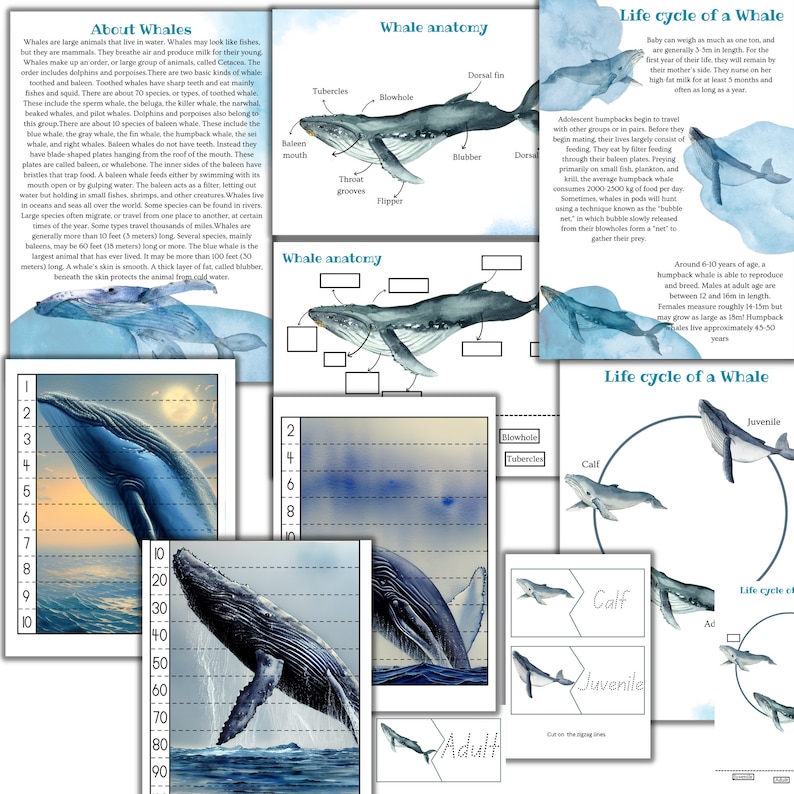 Mammals Unit Study, Elephant Unit Study, Bat Unit Study, Whale Unit ...