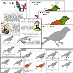 Birds Unit Study, Bird Anatomy, Bird Montessori 3 Part Cards, Owl Unit ...