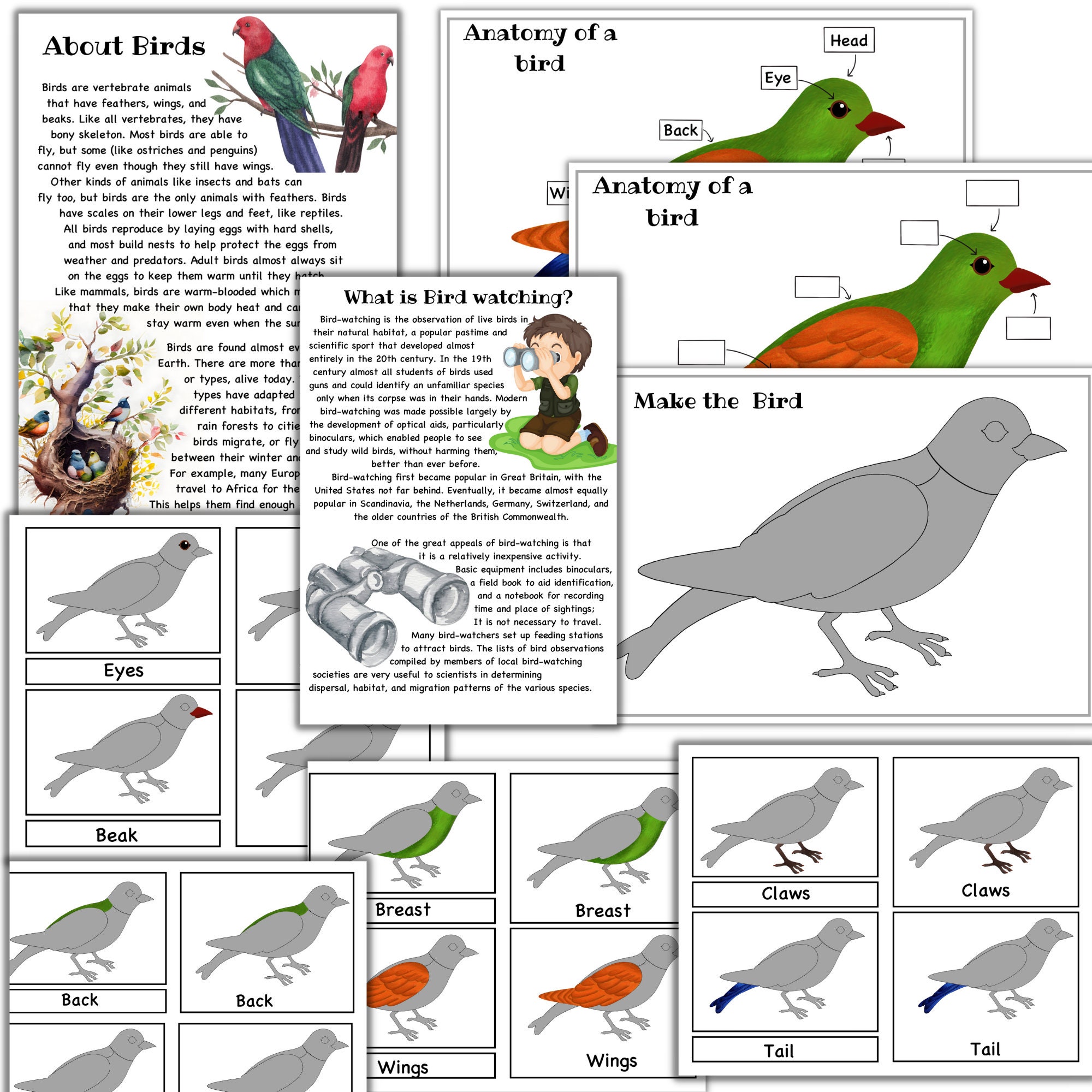 Birds Unit Study Bird Anatomy Bird Montessori 3 Part Cards - Etsy