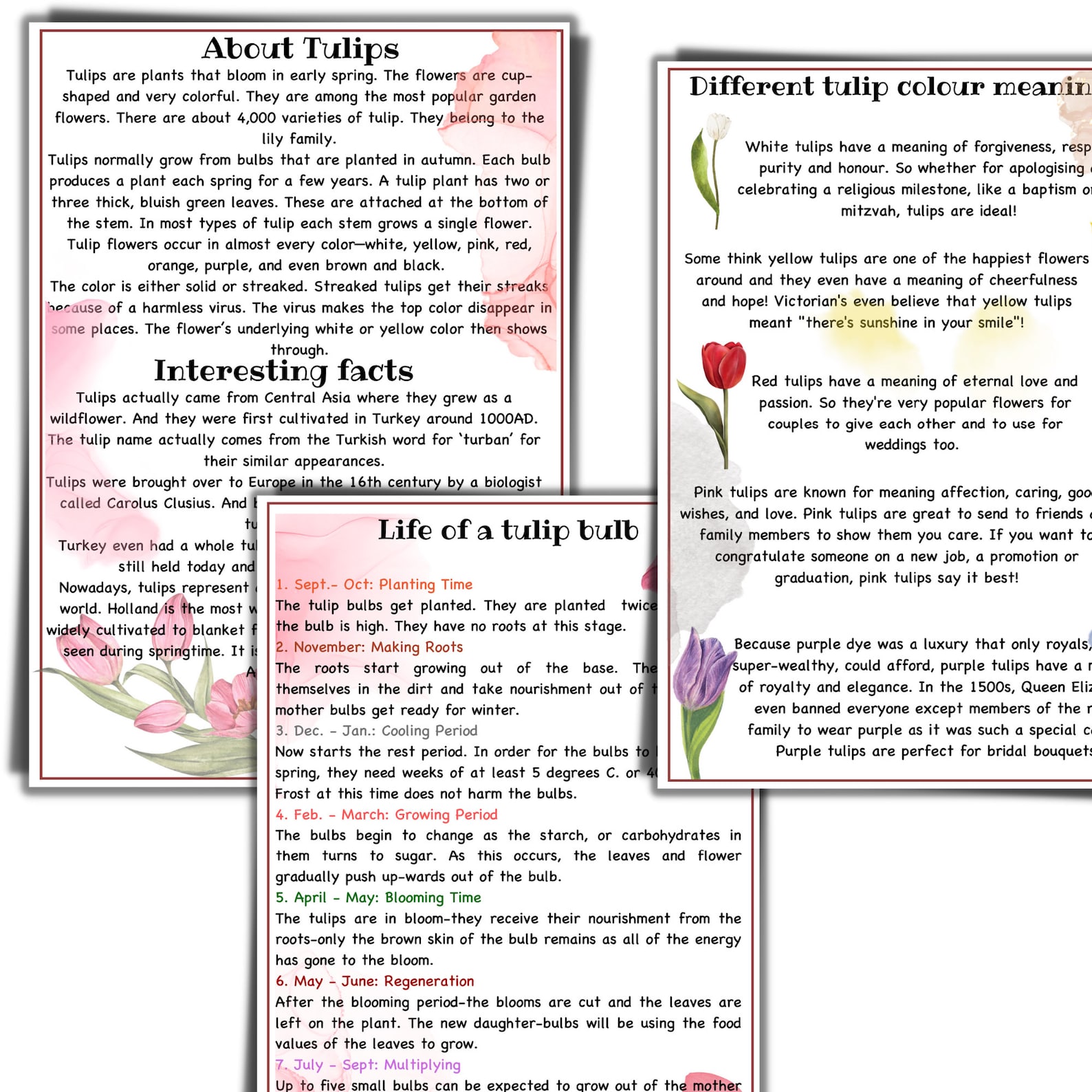 Tulip Unit Parts of Tulip Tulip Lífe Nature Study Flwoer - Etsy