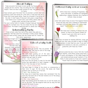 Tulip Unit, Parts of Tulip, Tulip Lífe , Nature Study, Flwoer Unit ...