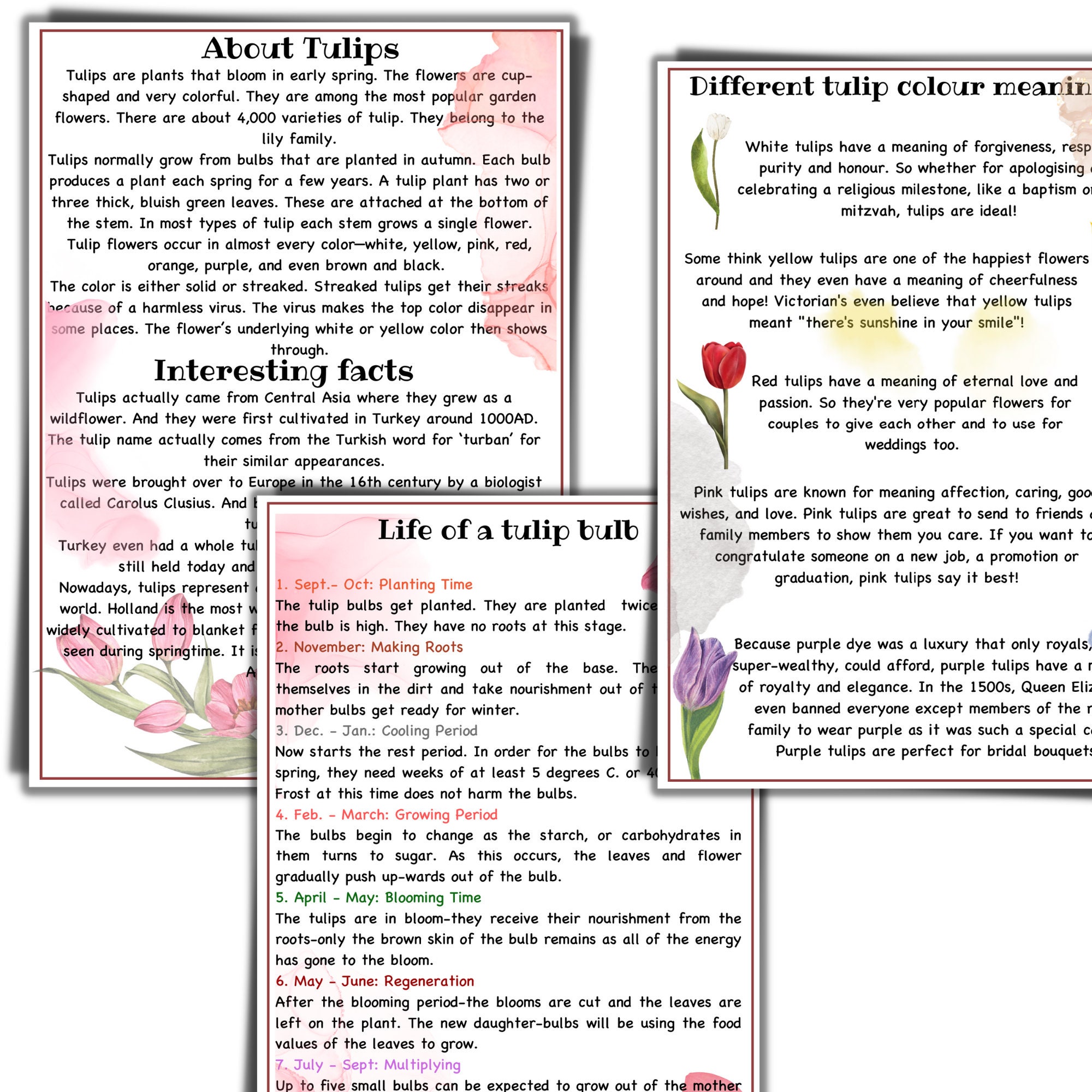 Tulip Unit, Parts of Tulip, Tulip Lífe , Nature Study, Flwoer Unit ...