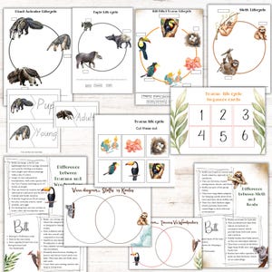 Rainforest Unit Study, Biome Unit , Rainforest Animals Worksheets ...