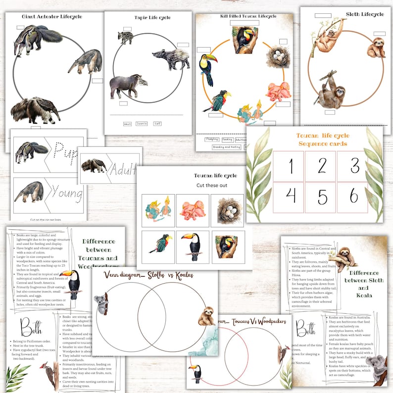Rainforest Unit Study, Biome Unit , Rainforest Animals Worksheets ...